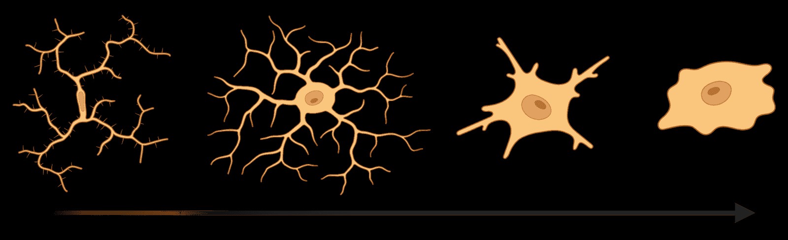 Microglial Activation in an α-Synuclein PFF Mouse Model